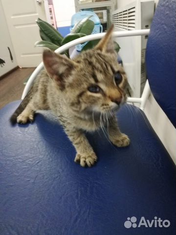 Малыш с заправки ищет дом