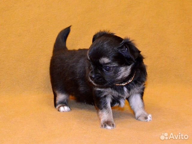 Босс - и этим всё сказано Чихуахуа кобель