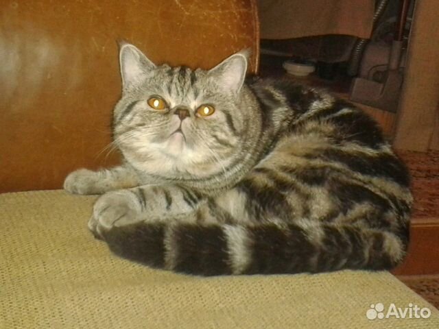 Кот мраморный экзот ищет невесту для вязки