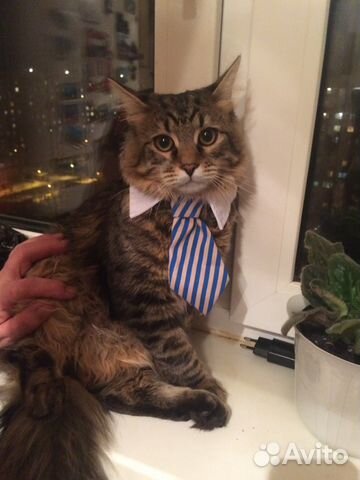 Вязка с котом