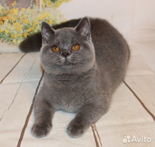 Красавица британочка