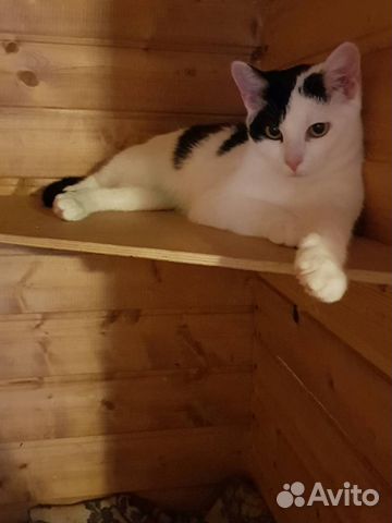 Котенок Пандочка