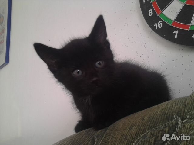 Забавный черный котенок