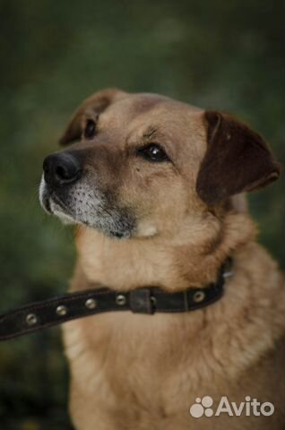 Мудрый и спокойный молодой пёс ищет дом