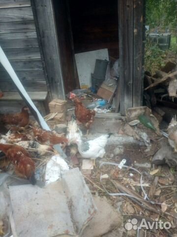 Петушки молодые