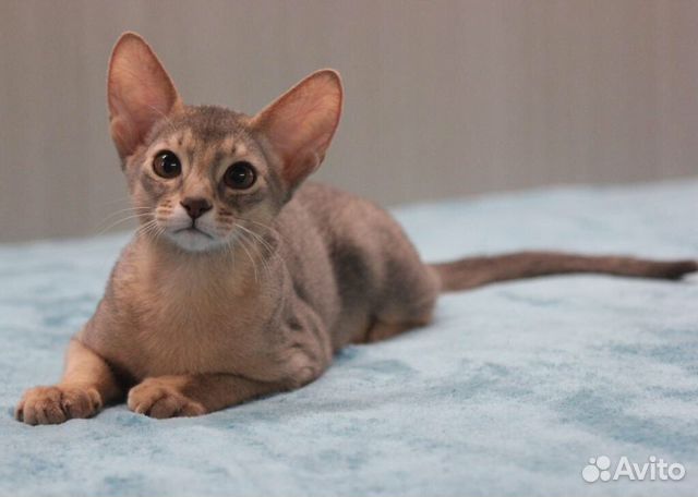 Абиссинский котенок - пума в Вашем доме