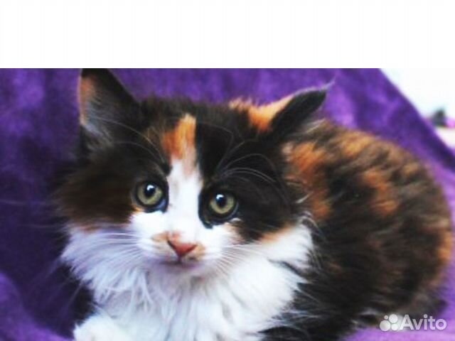 Пушистый трехцветный котенок Симферополь