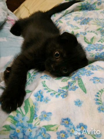 Кошечка метис шотладской и дворового