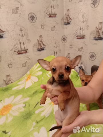 Милый щенок мини-чихуахуа (девочка)
