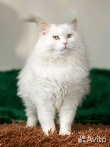 Роскошный Буран ищет дом