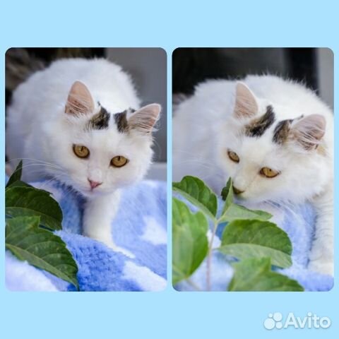 Кошка Краска