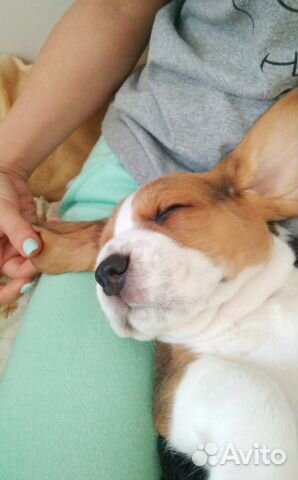 Щенок породы бигль