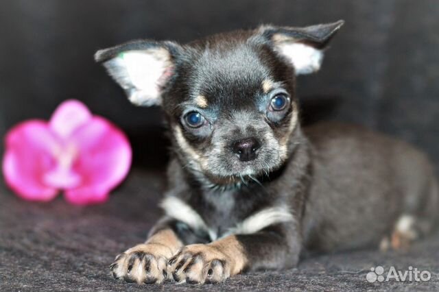 Чихуахуа голубой кобель и не только