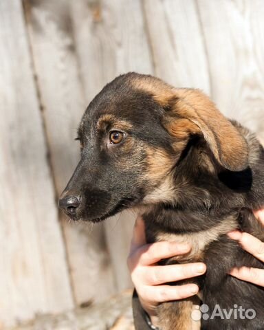 Щенки-девочки, стерильны,привиты 4мес