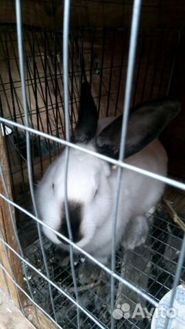 Кролы. Калифорнийский. обмен