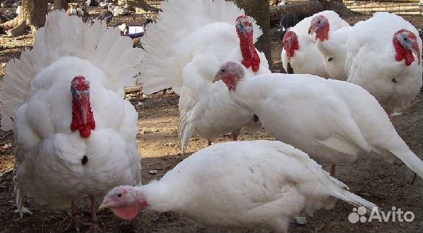 Продаются индюки