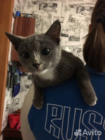 Отдам кошечку в добрые руки