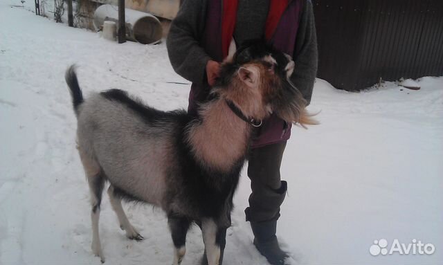 Козёл Альпиец