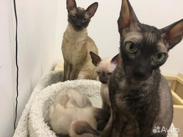 Котята корнишрексов