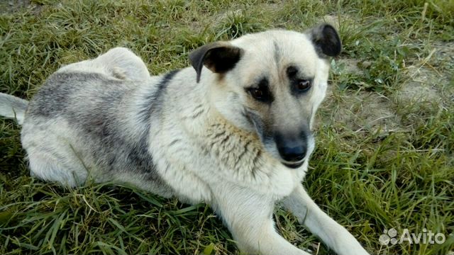 Стерилизованная девочка в дом
