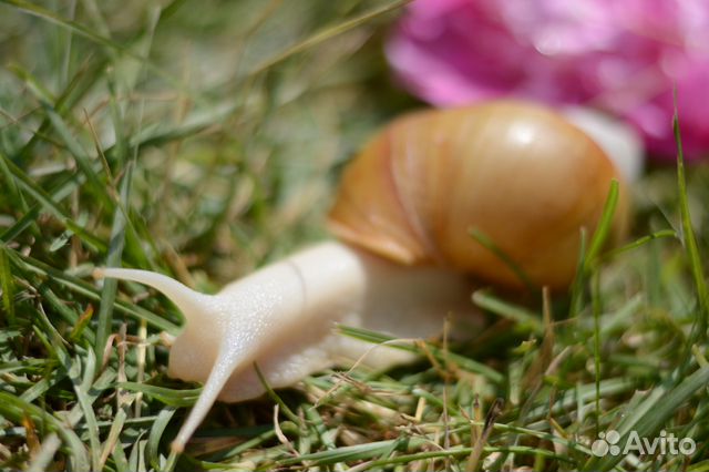 Улитки Ахатины