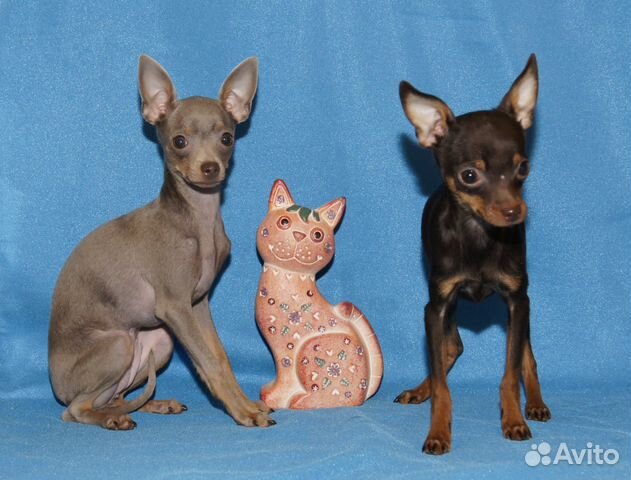 Сестрички - тойчики лиловая и шоколад