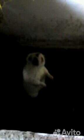 Продам нутрий