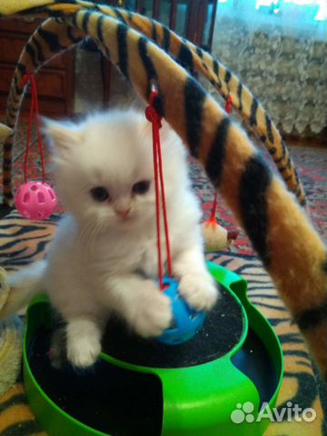 Котенок британец