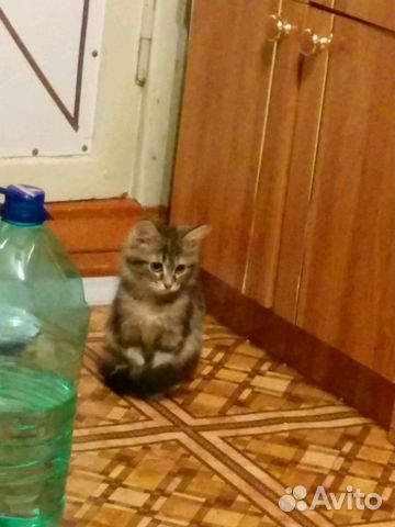 Мышеловная котейка