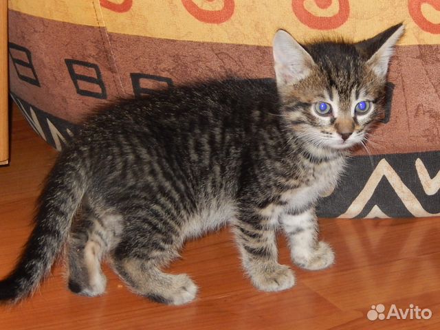 Котенок 1,5 мес полосатый Финдус)