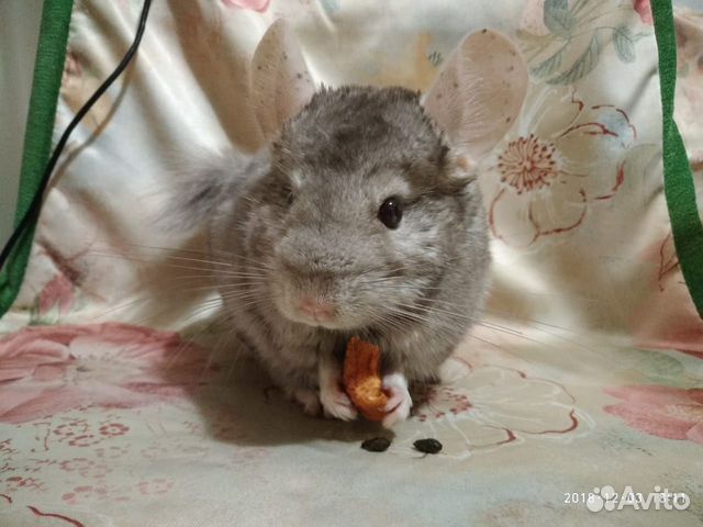 Шиншилла мальчик