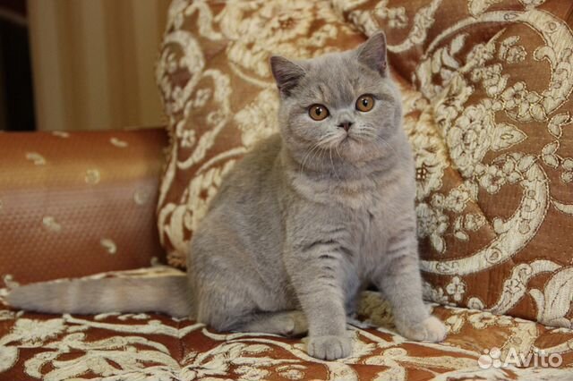 Британские котята