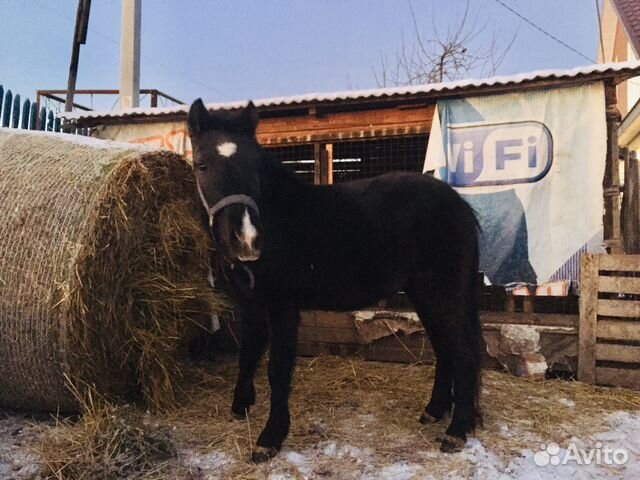 Клипер вороной жеребец