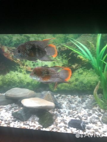 Берёзовая акара