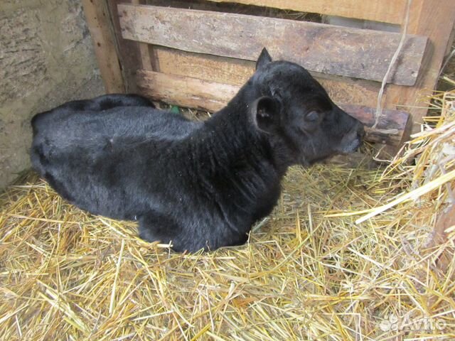 Теленок 4-х дневный