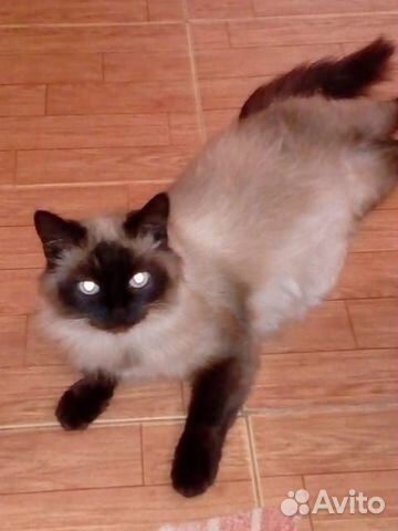 Сиамская кошечка