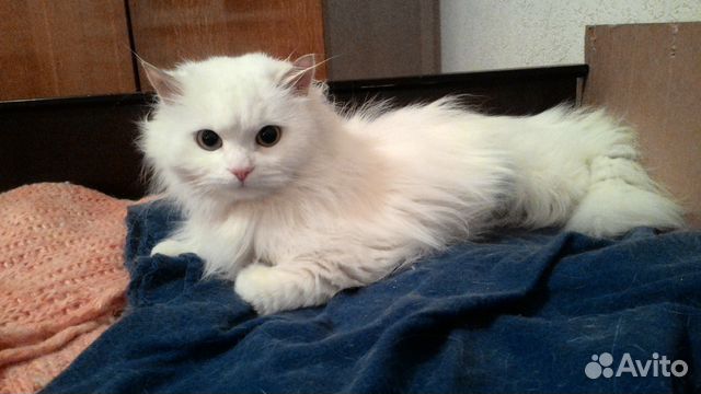 Ищет дом и семью кошка Амелия