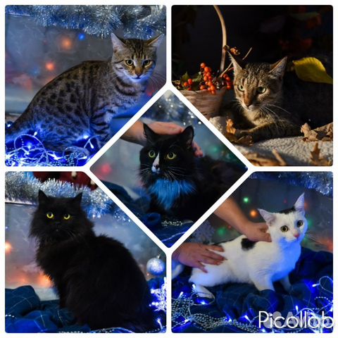 Море кошечек и котиков в одном месте