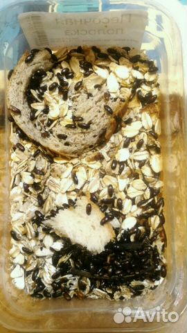 Жуки Знахари