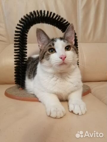 Котенок-подросток в дар 4 мес
