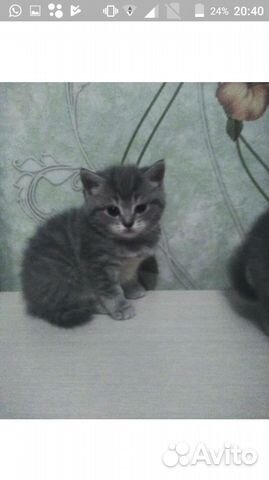 Британские котята