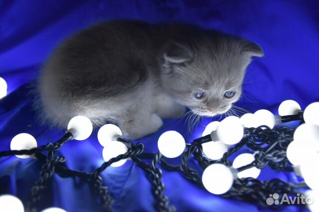 Шотландские котята