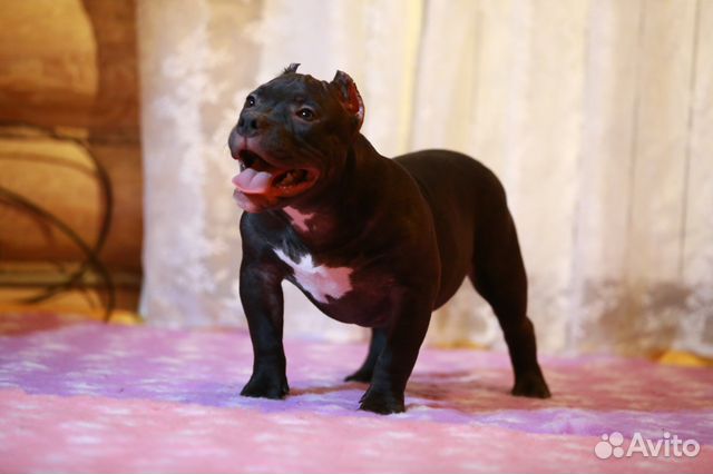 Американ Булли Мальчик Черного окраса