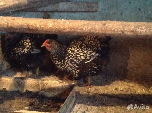 Продам куриц породы Виандот серебро