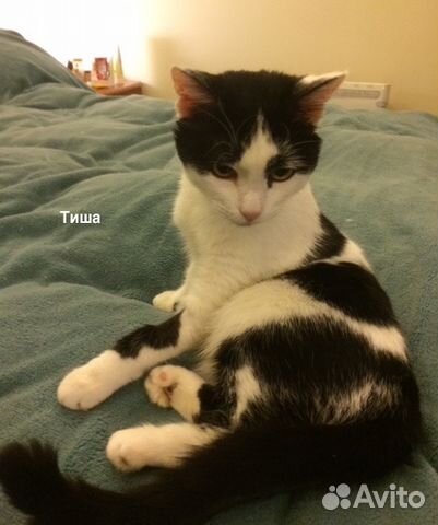 Ласковый воспитанный кот в добрые руки