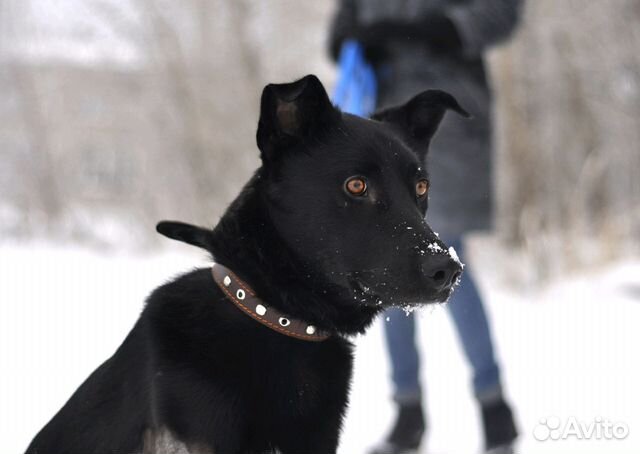 Блэк ищет дом