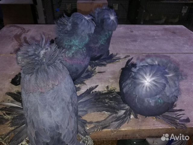 Бухарские