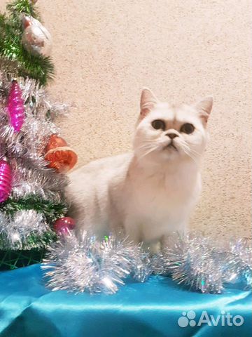 Белоснежная шиншила