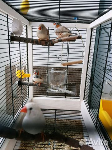 Зебровые Амадины