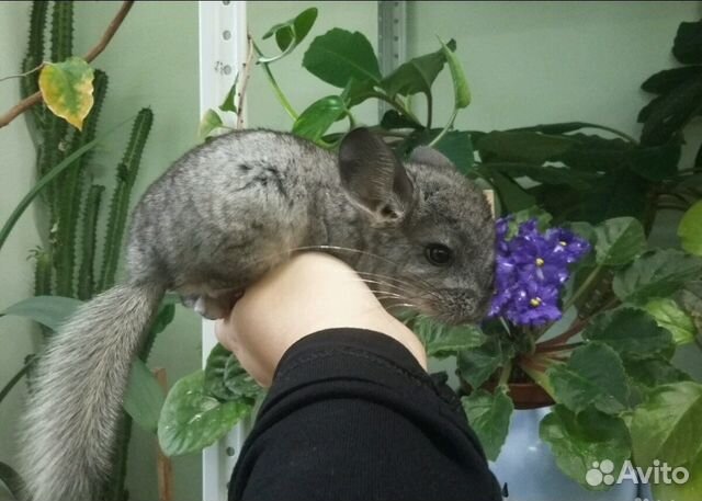 Шиншиллы, 1,5 мес